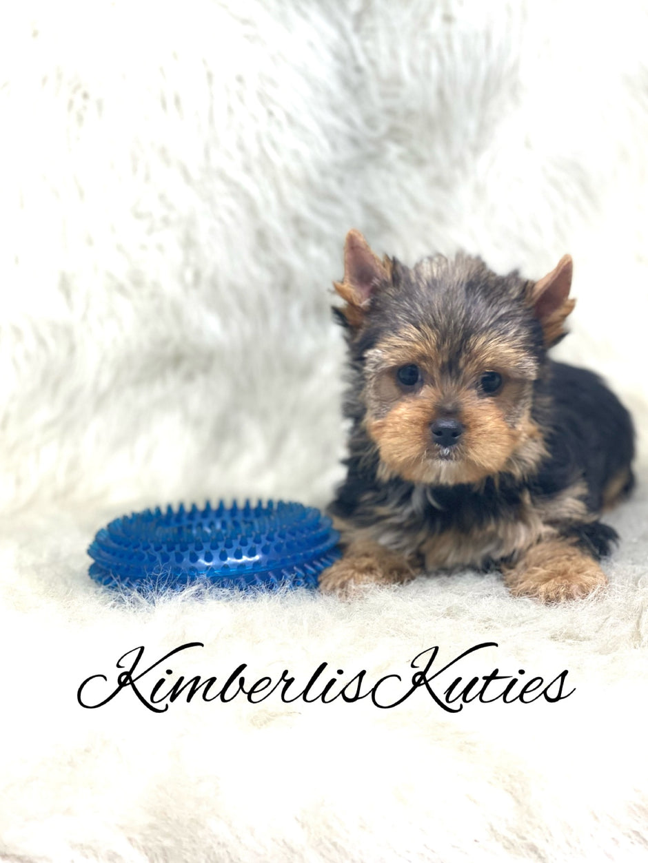 Yorkshire Terrier – Kimberli's Kuties