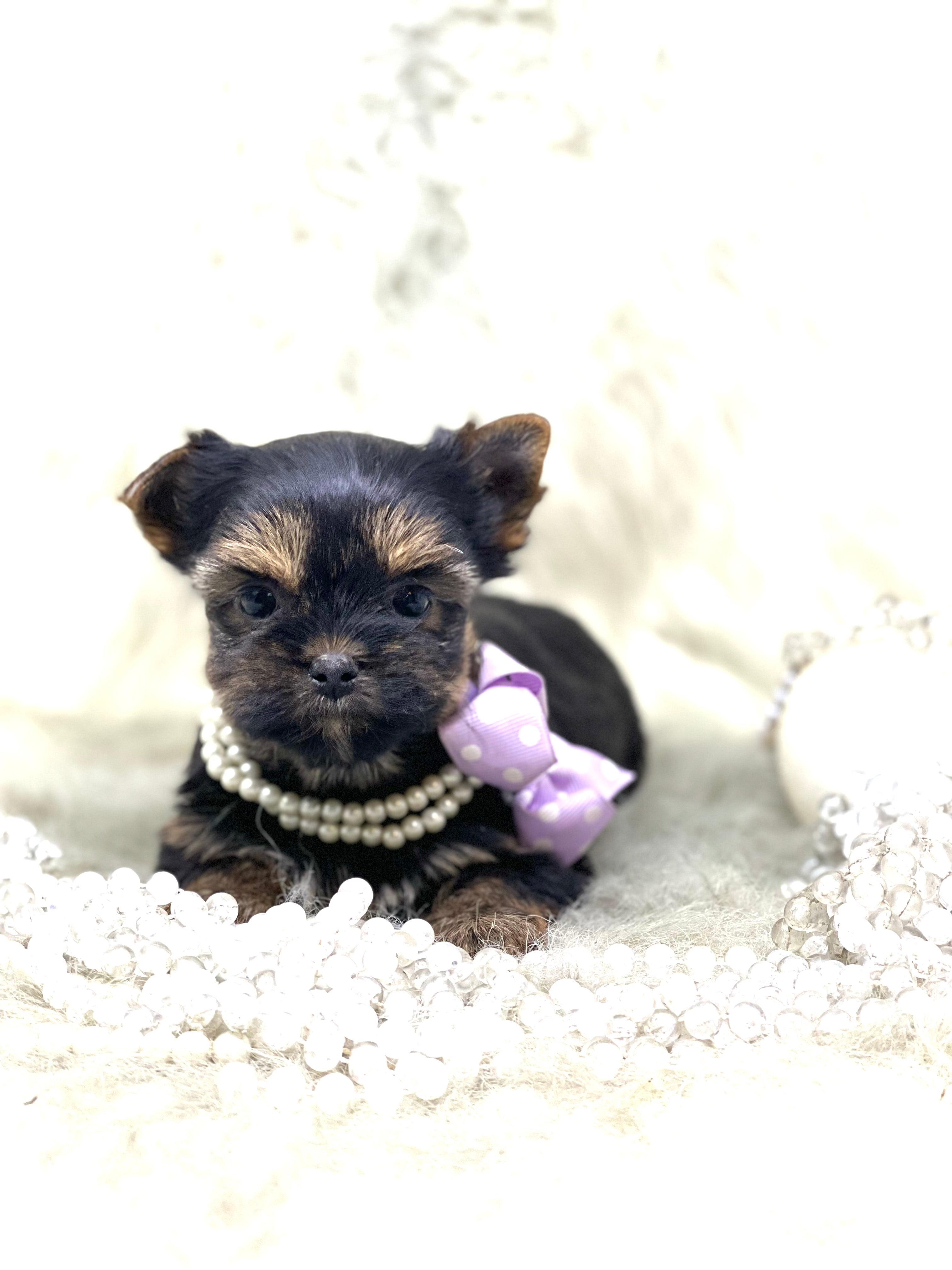 Yorkshire Terrier – Kimberli's Kuties